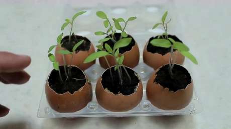 小番茄种子怎么种你清楚吗？大哥教你取出种子做盆栽的方法