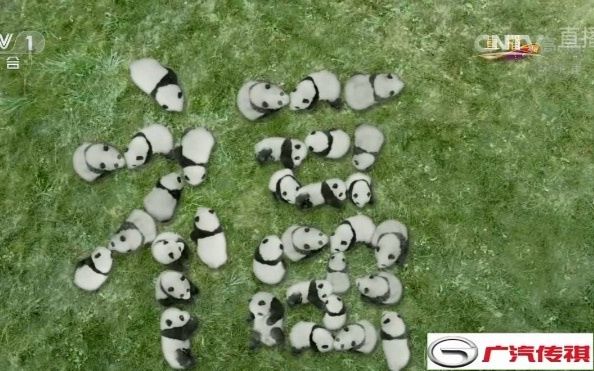 【大熊猫】2017春晚团子送福