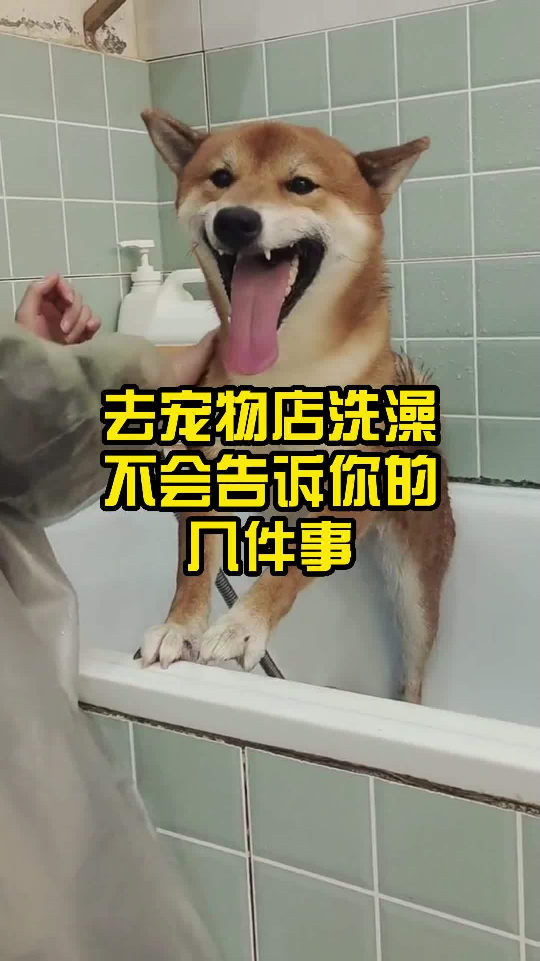 去宠物店洗澡不会告诉你的几件事 狗狗养狗萌宠宠物知识