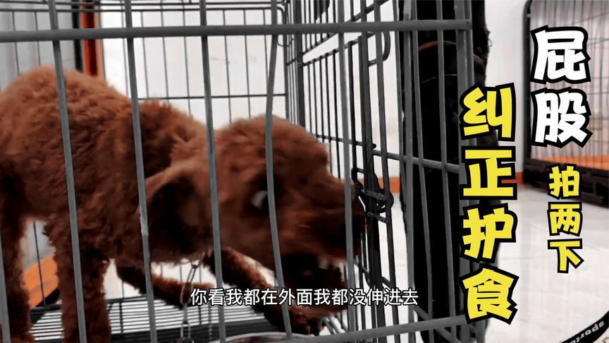 3岁泰迪护食咬人,傻狗怕抢它食吃,直接绑起来屁股拍两下纠正!