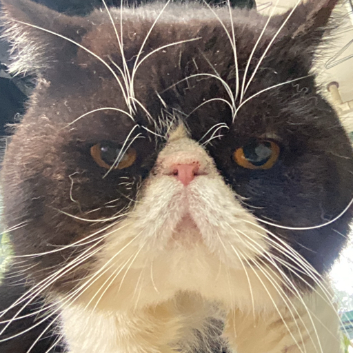 Aojie和一只小毛五 