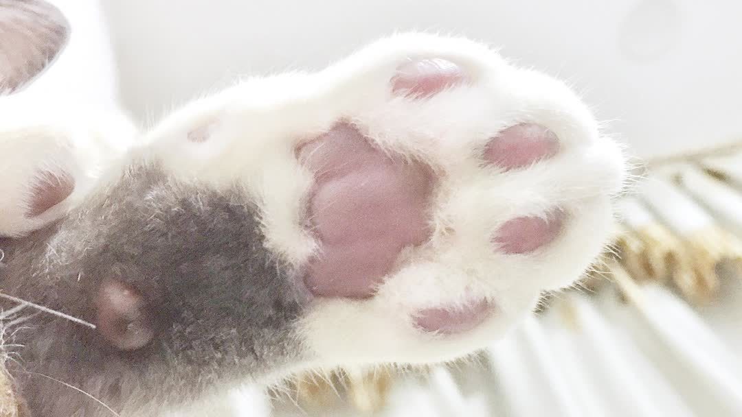 铲屎官手把手教猫咪抓老鼠!