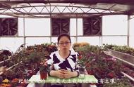 花植急诊室8 无土栽培相对于传统土壤栽培的优势