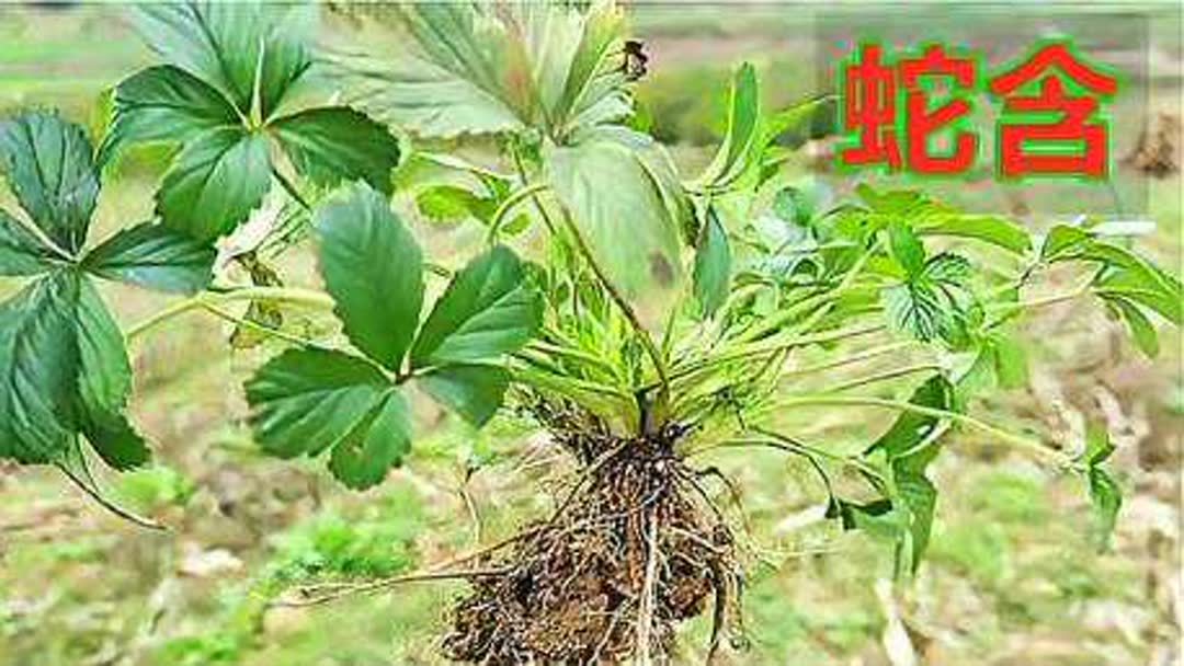 这种植物叫蛇含,多少不知道,生活中人们常把它与另一种植物混淆