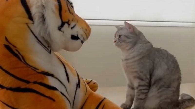 第一次见到“老虎”猫咪会害怕吗?主人亲测,没想到猫咪这么怂