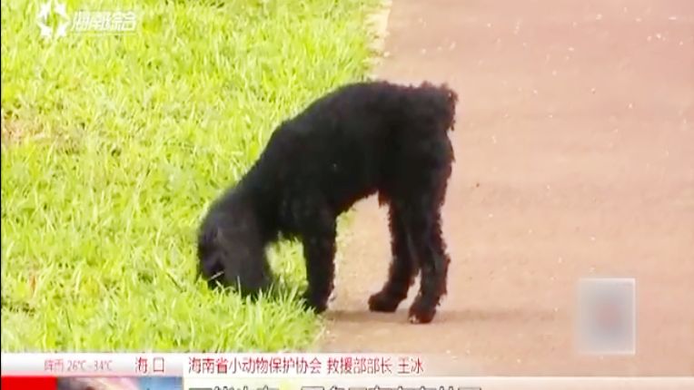 流浪狗日渐增多,危险系数也逐渐增高,城市顽疾如何有效消除