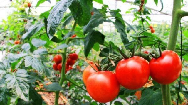 成功种植西红柿的秘诀,无非就是这几个方法,网友:真没有想到