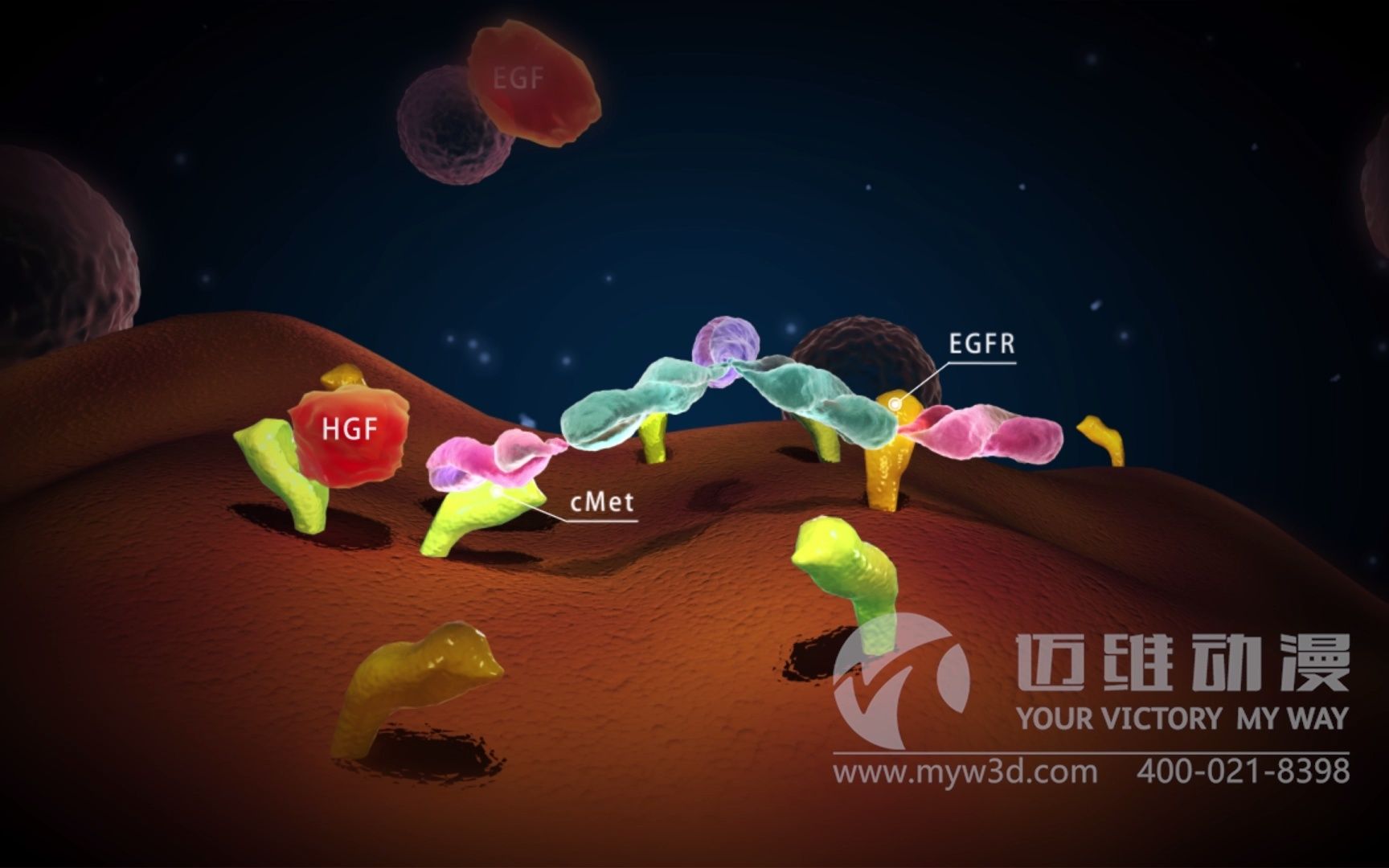 医用试剂双特异性抗体功能演示动画-工业三维动画制作公司