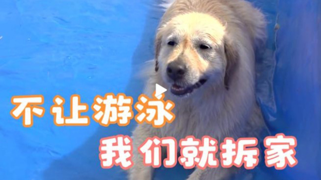 超爱游泳的双胞胎狗狗,24小时泡在泳池里,不让游泳就生气拆家