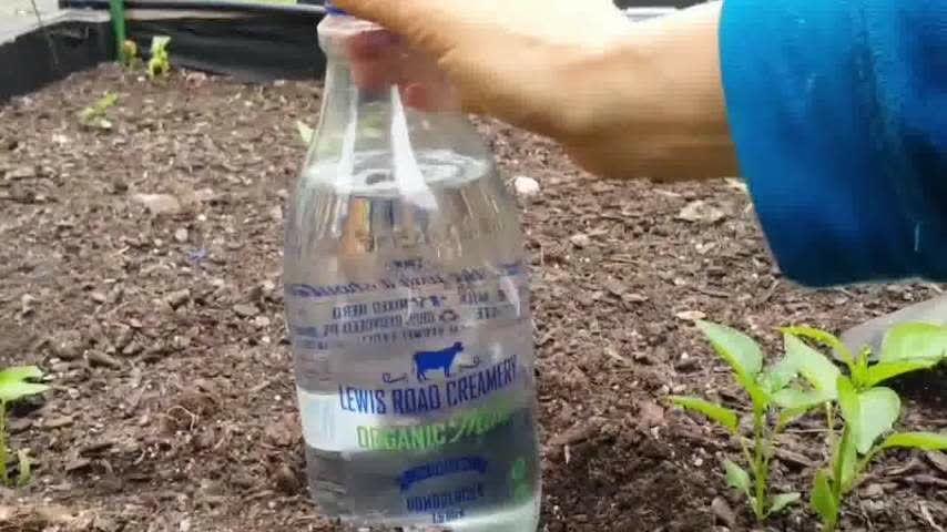 养花妙招:不花钱制作简易的滴灌工具,再也...