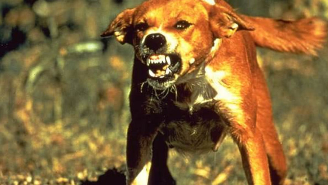 谨记狂犬病的4大症状,一旦遇到,一定要马上远离!