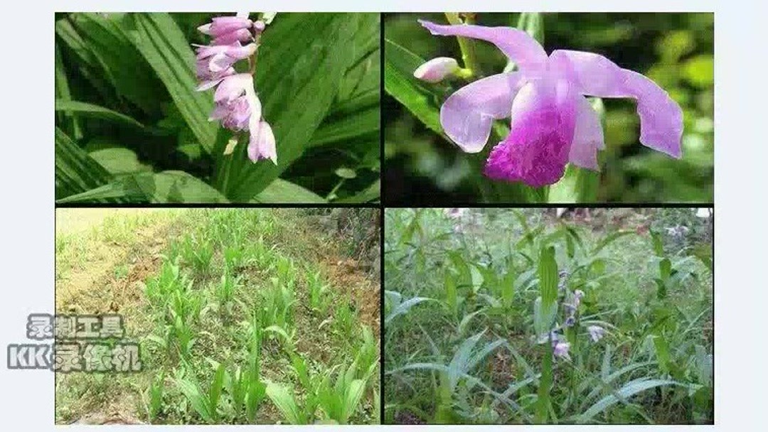 元盛堂白芨有这么多功效 市场需求自然也很大