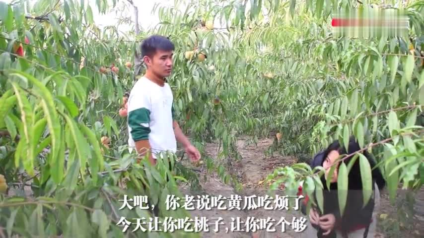 穿着棉衣摘桃子,低处不摘摘高处,这个姑娘真讲究