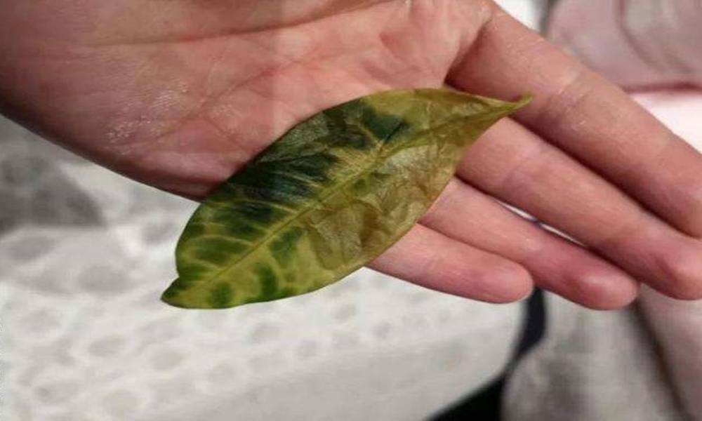 手掌经常脱皮是怎么回事?