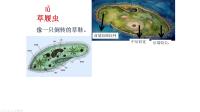 【微课】7、用显微镜观察身边的生命世界(三)