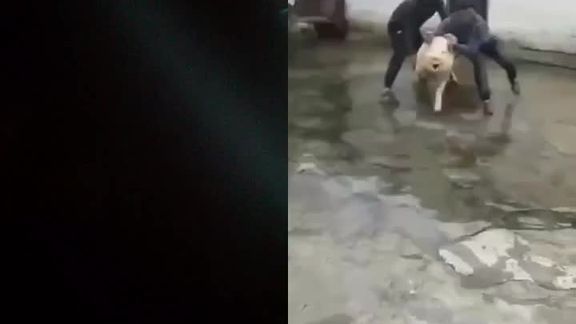 猪说你以为今年的饲料白吃了[笑哭]