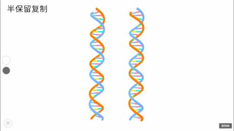 「生物」DNA的半保留复制