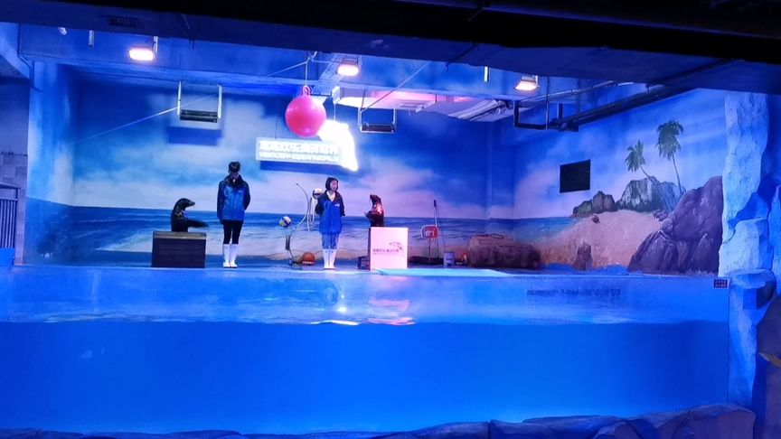 可爱的海豚表演#海洋馆 海豚
