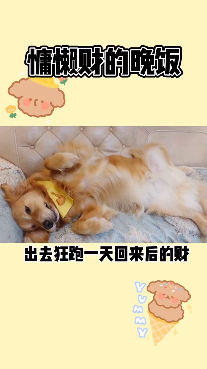 萌宠出道计划合理饮食,光盘行动养宠进阶指南光盘行动