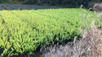 传统水稻田不耕种出租种植了别的植物,请问你地是不是这样情况