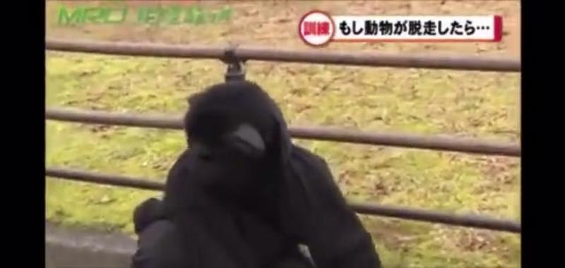 ...情景设定是7级地震来袭,黑猩猩破坏了玻璃逃出,共50余人参加了这次...