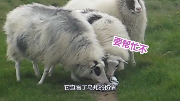 绵羊发现受伤的鸟儿,试图给它帮助,羊:对不起
