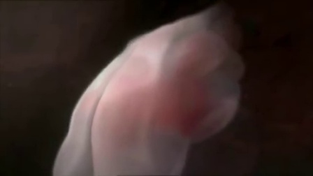 完整受精至胎儿形成过程,受孕过程,奇妙的生命形成。