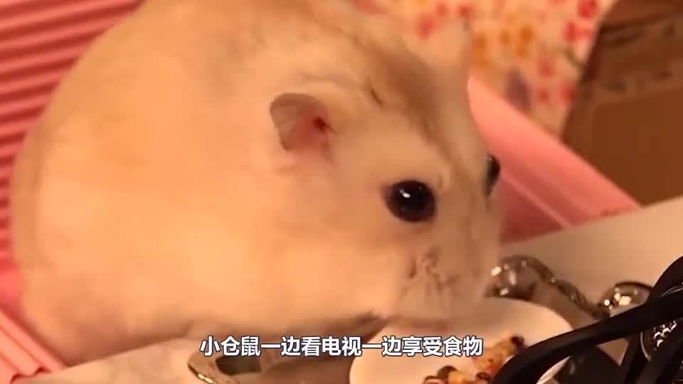 铲屎官为让仓鼠过上精致生活,搭建豪华别墅