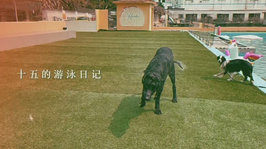 #墨界黑狼犬 #狗狗的日常