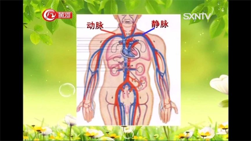 一张图片,带你了解你身上的动脉和静脉血管|专家来了