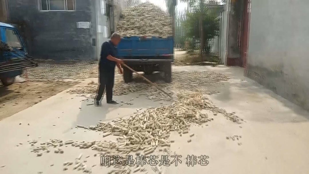   玉米芯不要在烧掉了,大叔告诉你玉米芯的利润和用途,长见识了
