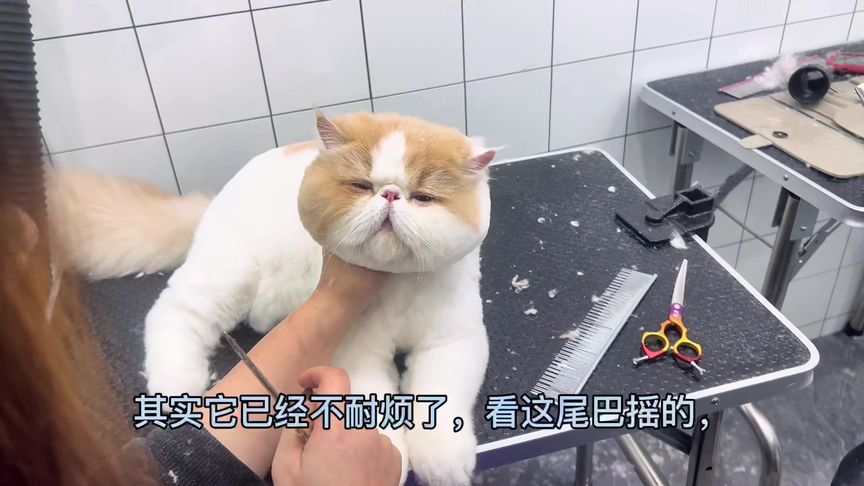 猫咪的美容修剪方法#萌宠 #记录猫咪日常 #宠物美容培训