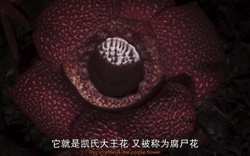 ...没有叶没有茎,靠寄生在藤本植物组织中获取养分,经过五六年的生长...