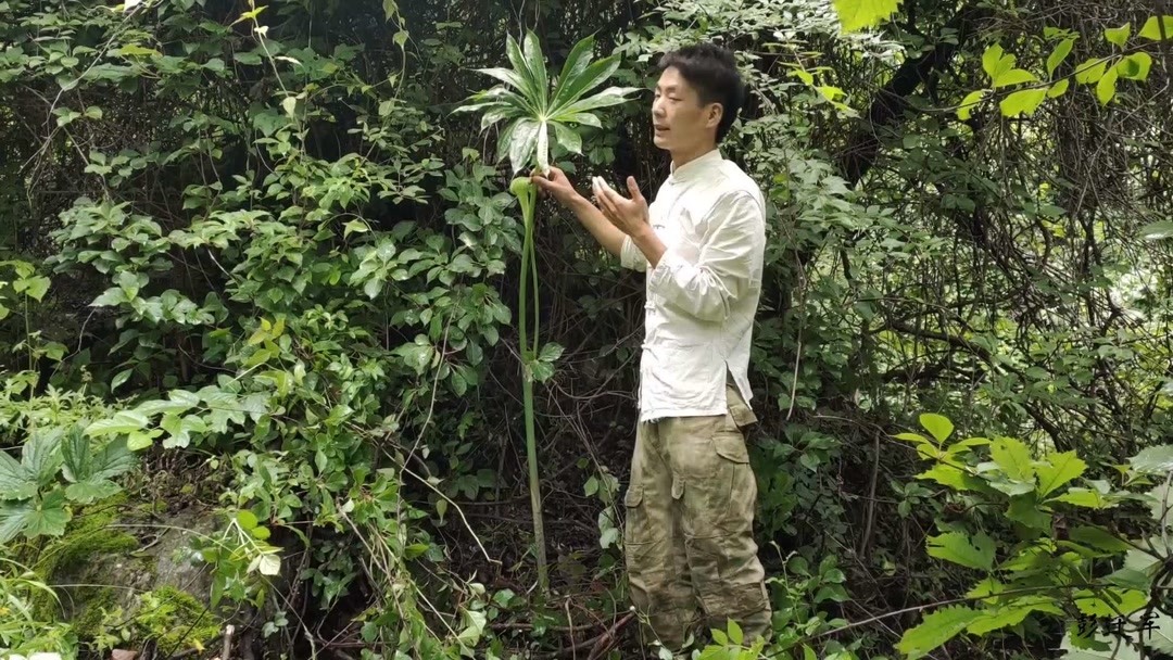 小伙去看“一把伞南星”,这个草药虽然有毒,却是最好的解毒之药