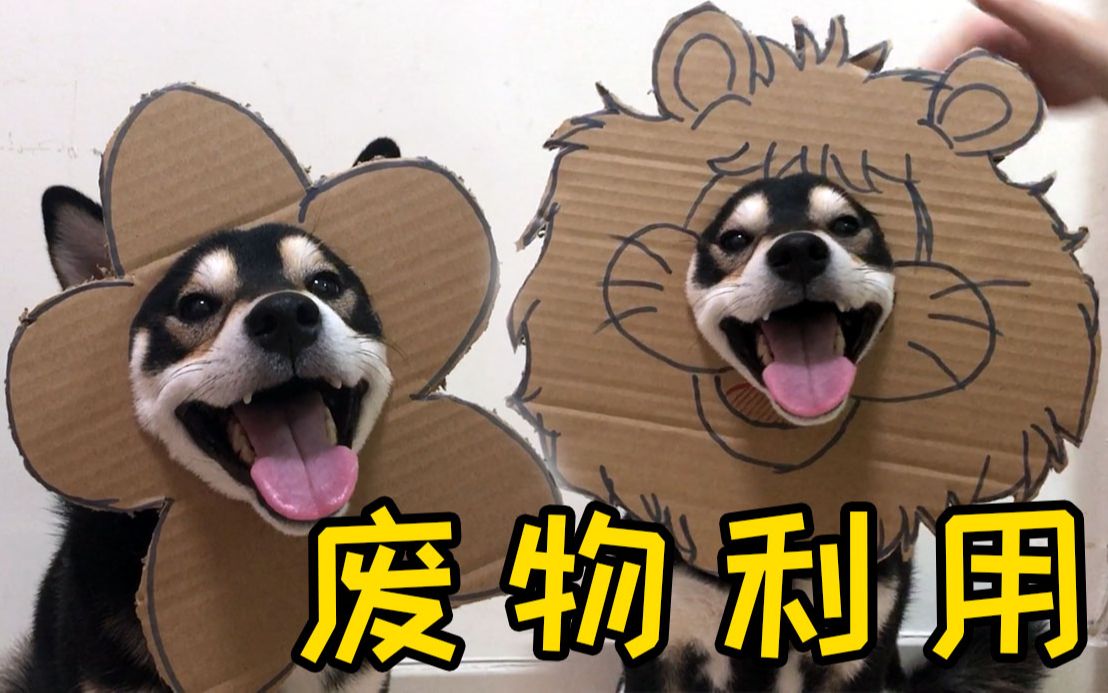 铲屎官废物利用!看柴柴如何百变造型!