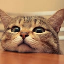 就是就是就是喜欢 