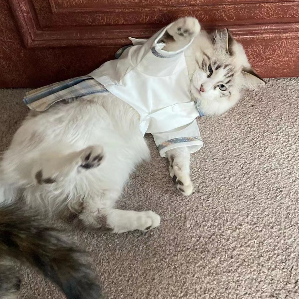 一本正经侯主任