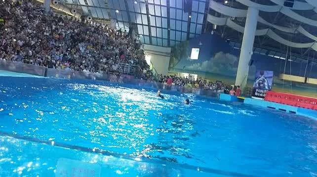 带孩子观看了精彩的海豚表演,海豚好聪明