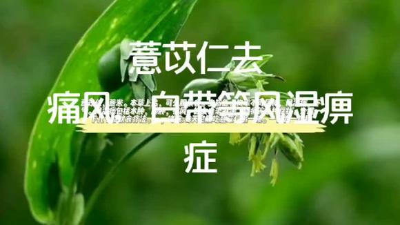 #健康食材 薏苡仁的常用功效筋酸疼,痛风,白带
