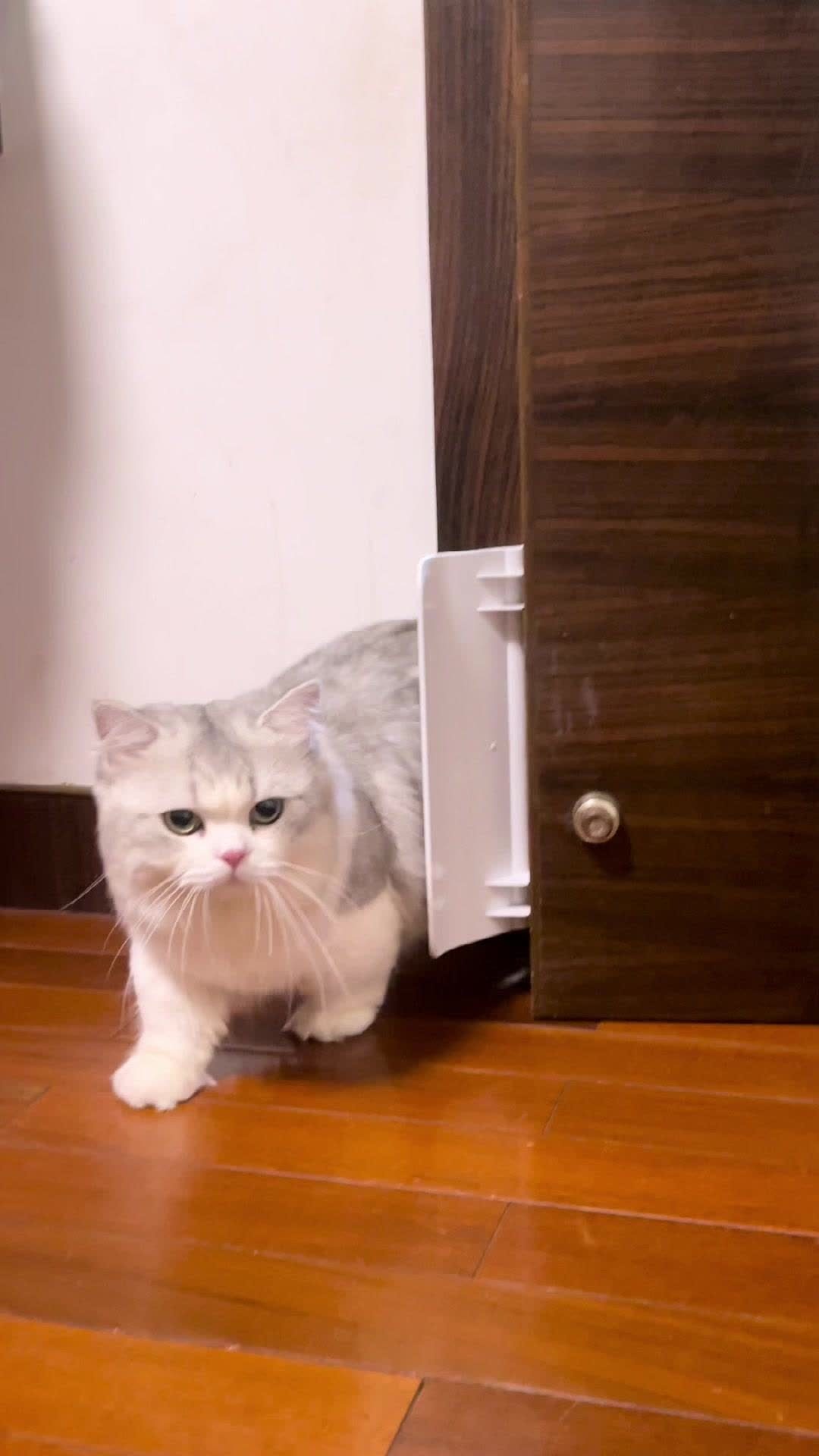 快喊你养猫养狗的姐妹看 有了这款宠物出入自动关门器 这个夏天再也...