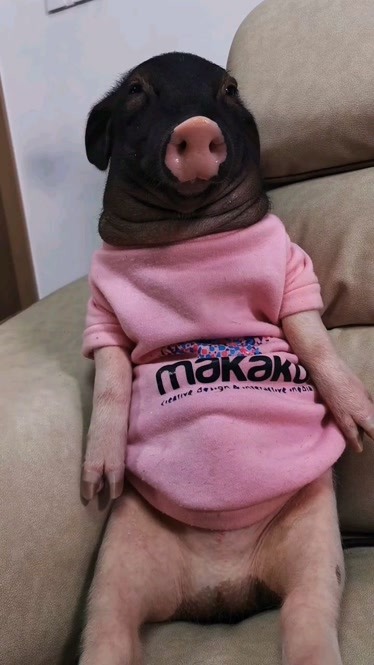 像不像他受委屈的样子,原来猪也会哭 ߘ�点赞关注谢谢