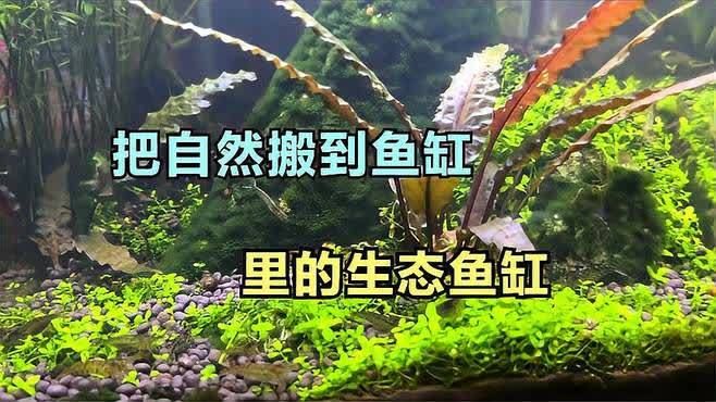 生态鱼缸里的生物多样性,每天都好奇它们在干嘛