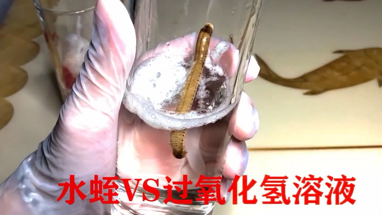 水蛭VS过氧化氢溶液,竟然变成了这样?