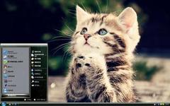 猫猫的超萌撒娇撒娇视频