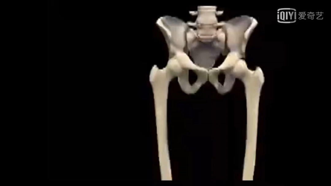 造血干细胞细胞分裂过程视频