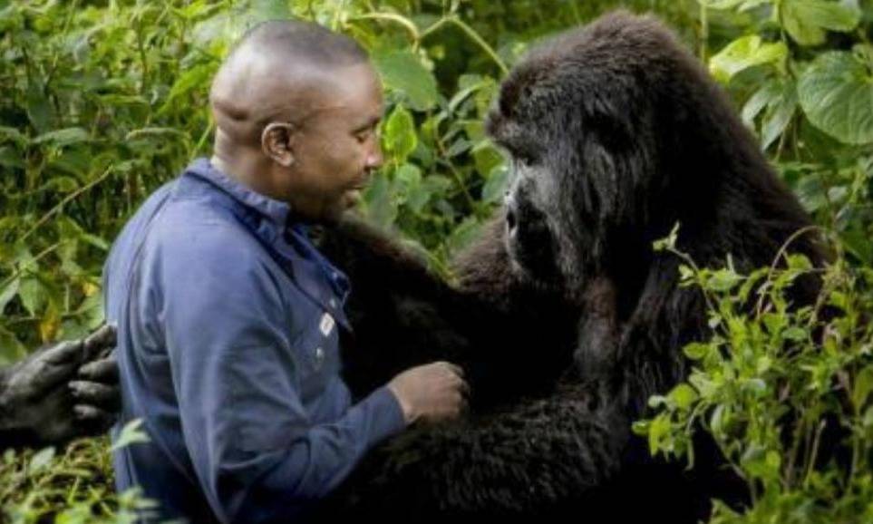 原来艾滋病的第一例并非人类,科学家经过研究,确认是猩猩传染!