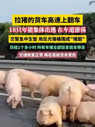 拉猪货车高速翻车,18只年猪集体出逃,交警花2个多小时捉猪