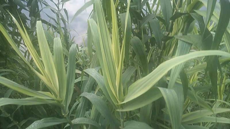 芦苇是造纸的原料,没想到它的芦根是一味常用药