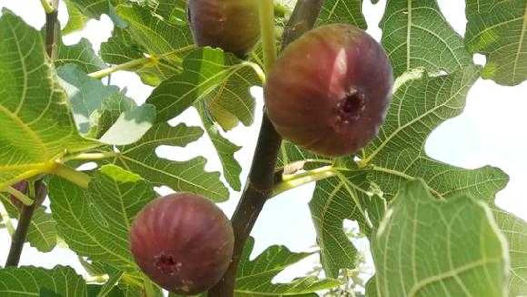 种植无花果得要了解世界无花果大会?看看国内外,到底是什么情况