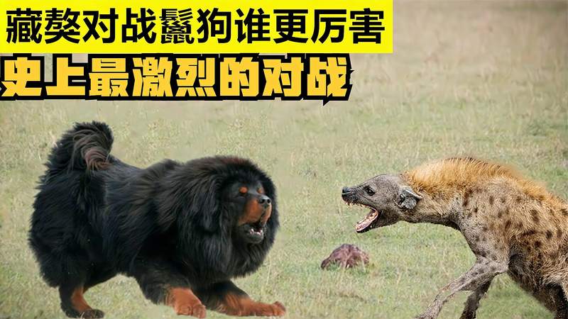 藏獒对战鬣狗究竟谁更深一筹呢?动物争霸战